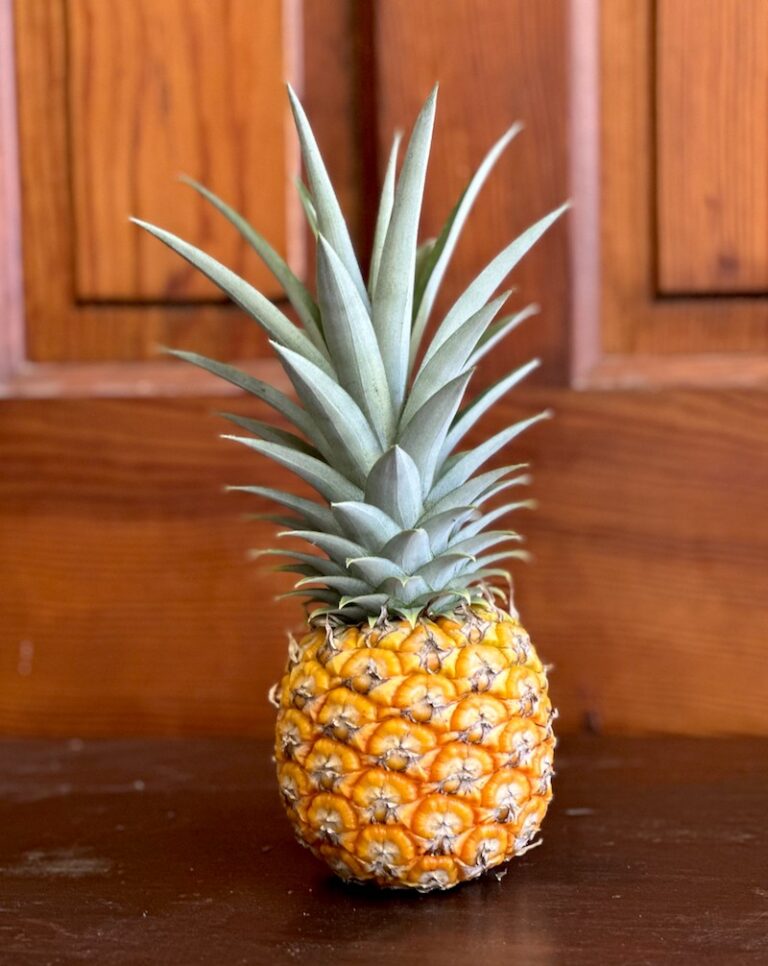 Growing Pineapples in Lower Alabama | The Survival Gardener