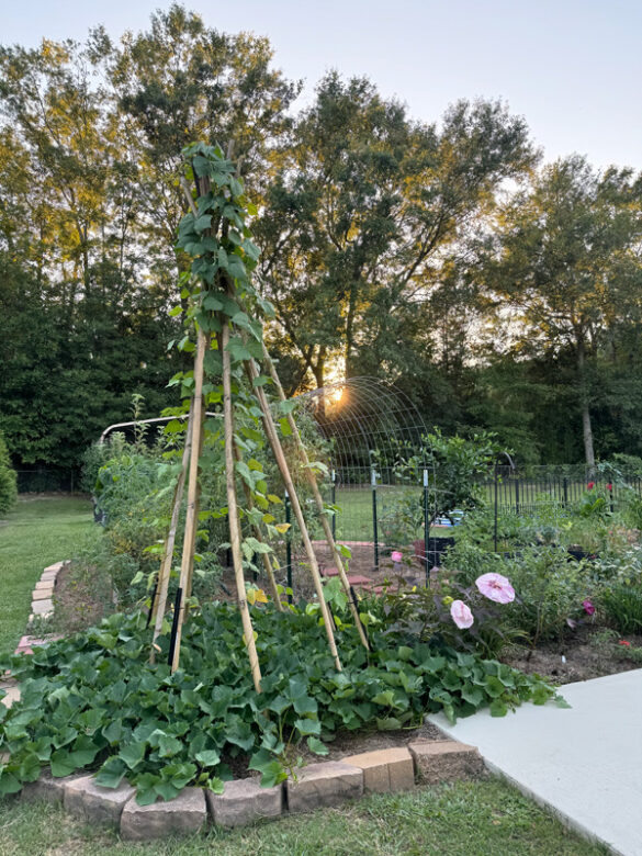 The beauty of natural trellises | The Survival Gardener