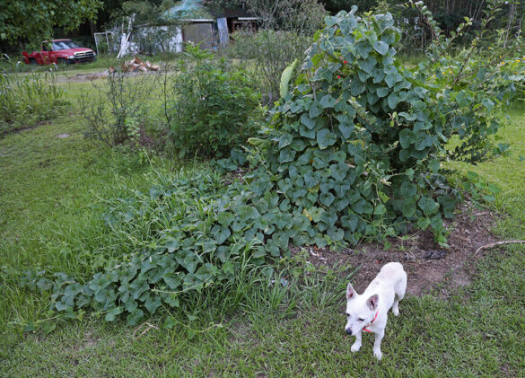 Testing out African Jelly Melon AKA Kiwano AKA African Horned Cucumber ...