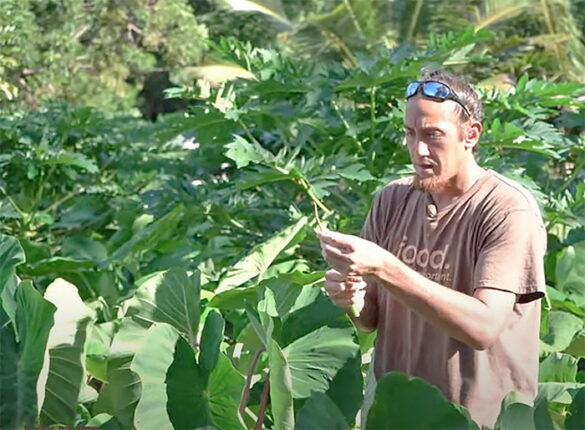 Growing and Processing Taro | The Survival Gardener