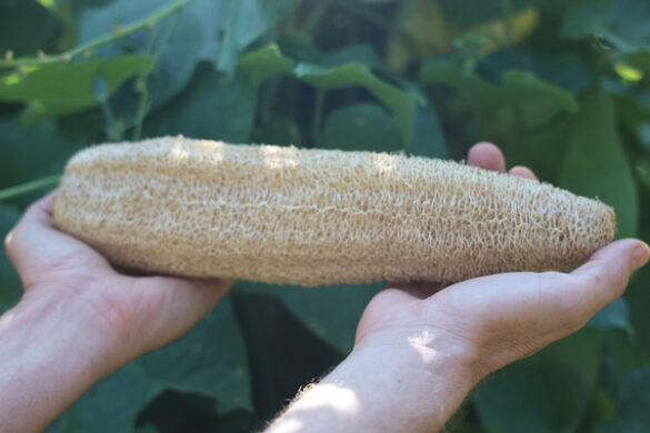 Growing Luffas: The Runaway Sponge Vine (Survival Plant Profile) | The ...