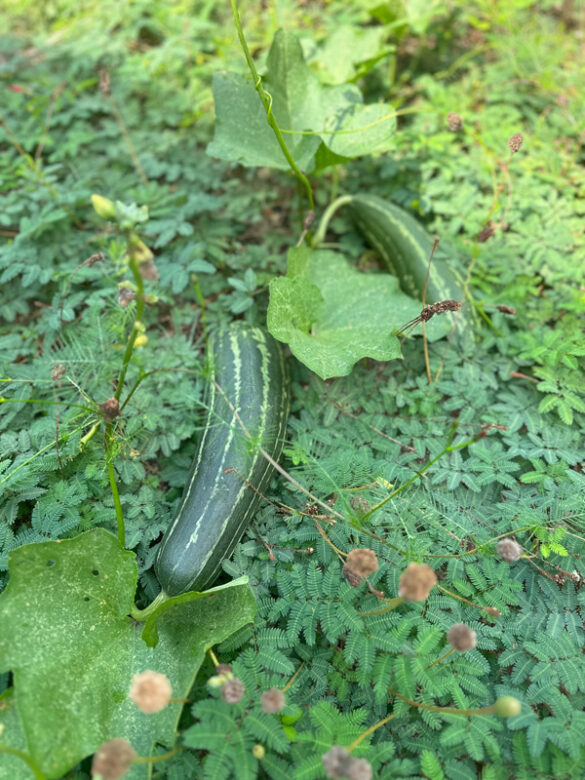 Growing Luffas: The Runaway Sponge Vine (Survival Plant Profile) | The ...