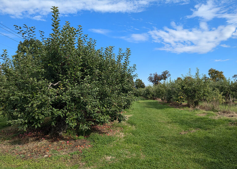 Modern Apple Orchards vs. a Traditional Apple Orchard