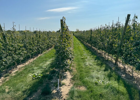Modern Apple Orchards vs. a Traditional Apple Orchard