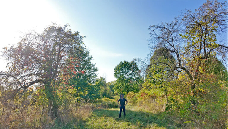Modern Apple Orchards vs. a Traditional Apple Orchard