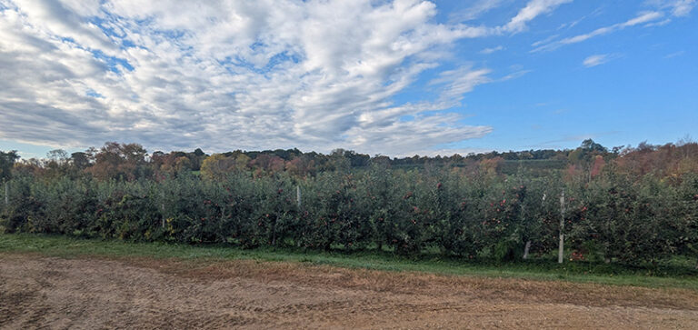 Modern Apple Orchards vs. a Traditional Apple Orchard