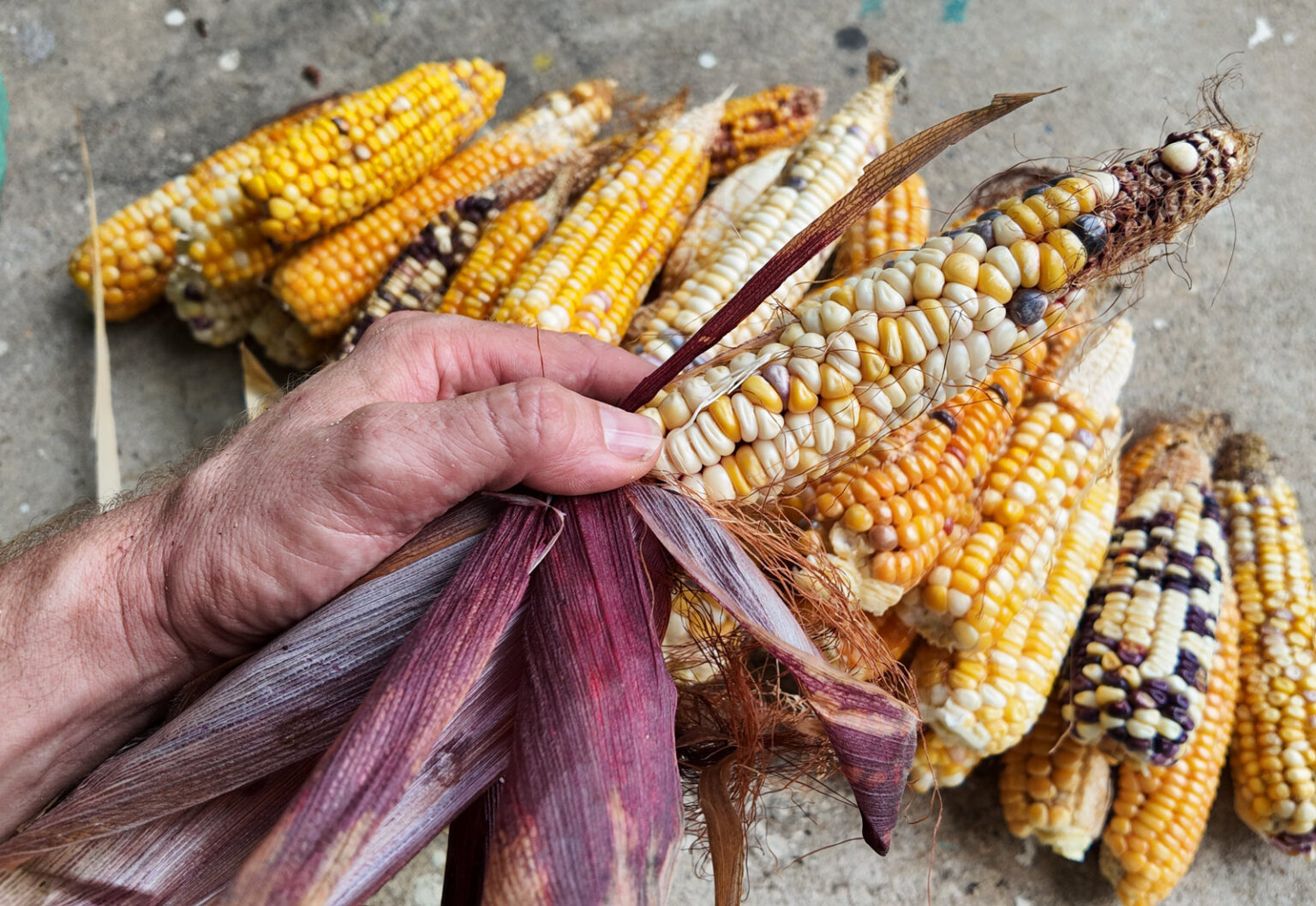 The Survival Gardener | The David The Good Website