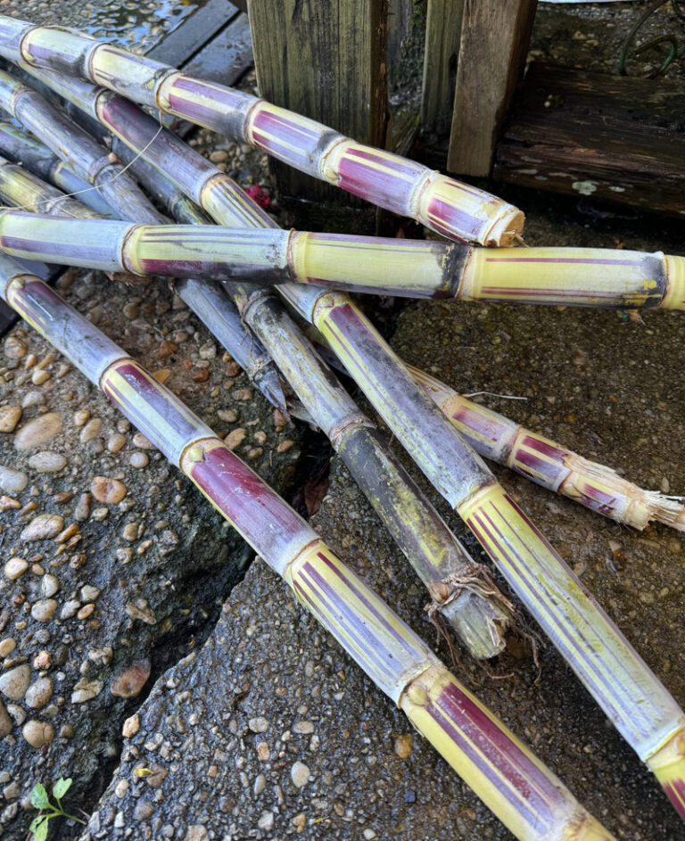 Blue Ribbon Cane in Atmore Alabama | The Survival Gardener